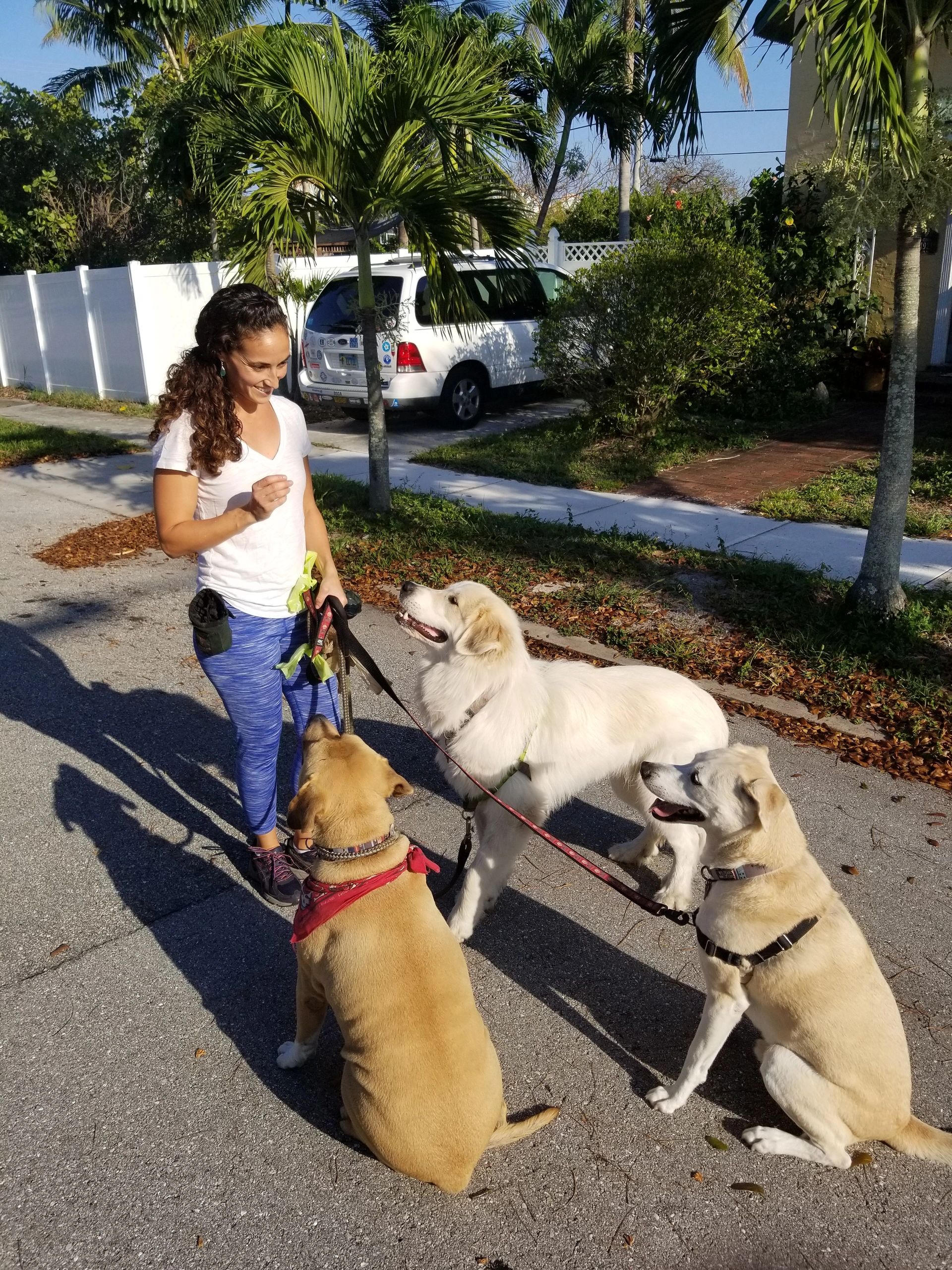 All Four Paws of Florida - Pet Sitting, Cat Care, Dog Walking