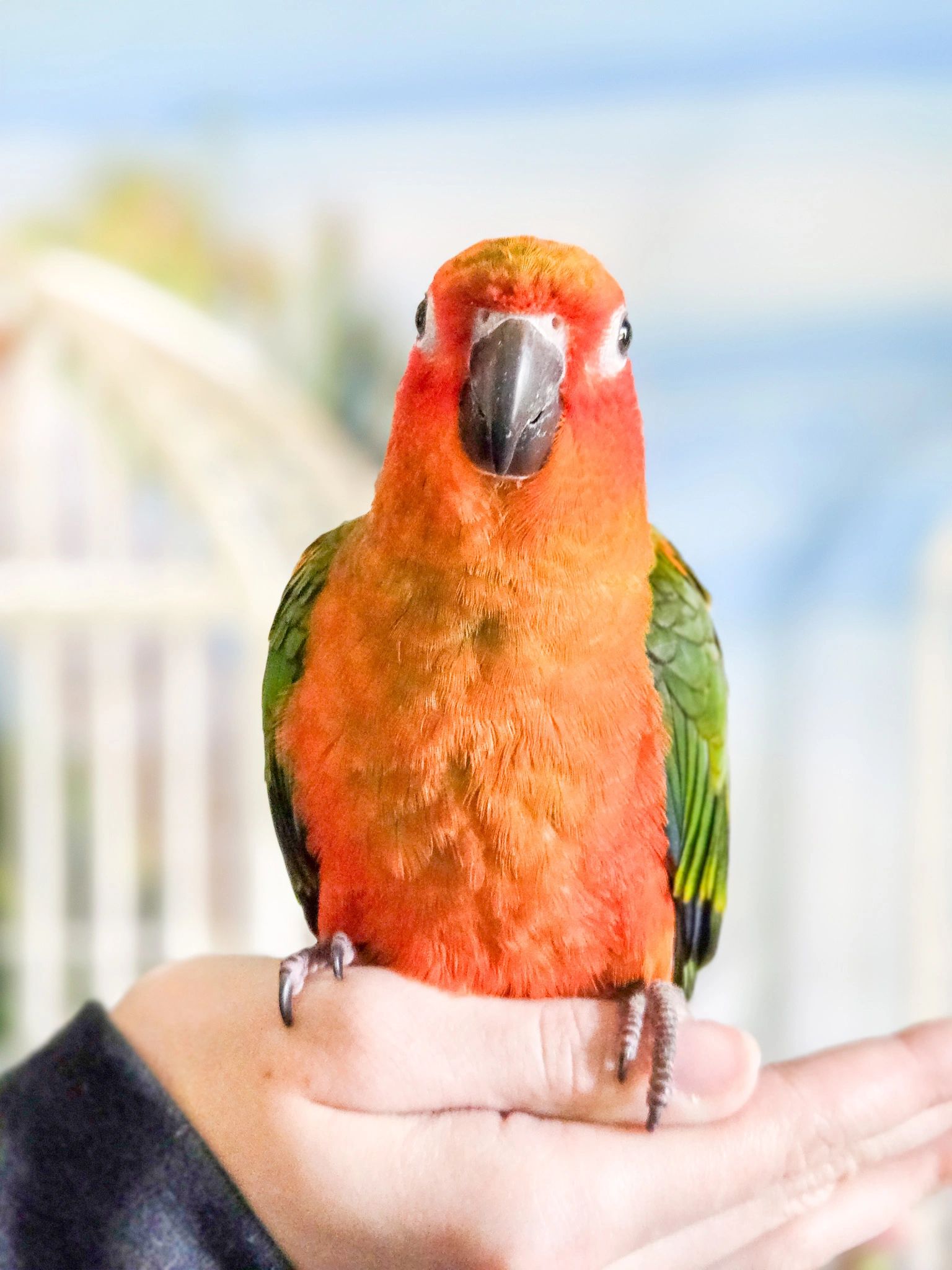 Pet Birds for Sale at Birds By Beckie