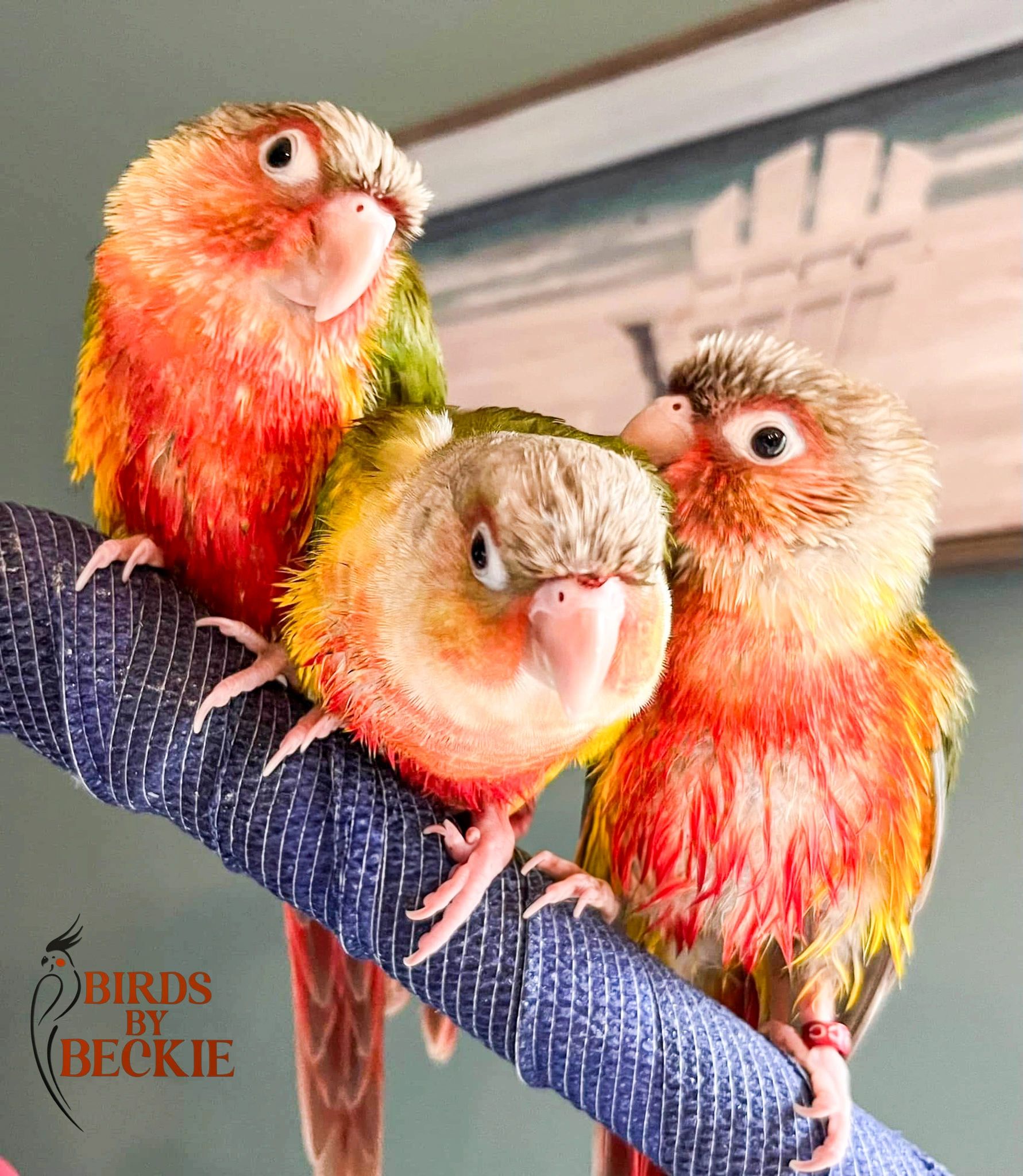 Pet Birds for Sale at Birds By Beckie