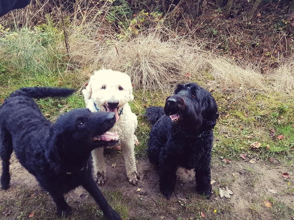 Secure Dog Field Booking | Hooves 'n' Paws