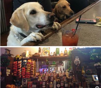 Boozehoundbar