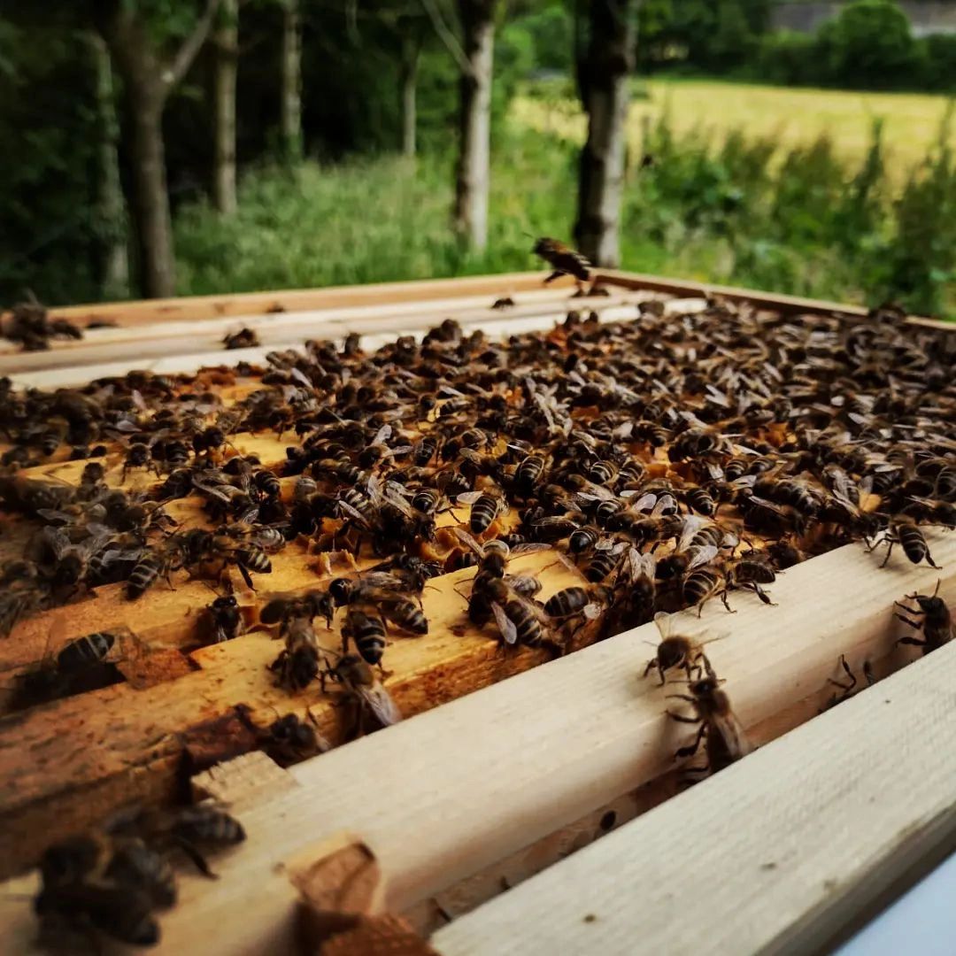 Bee Green Ireland - Home