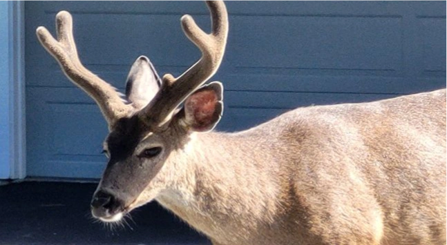 PG Deer Awareness Resource