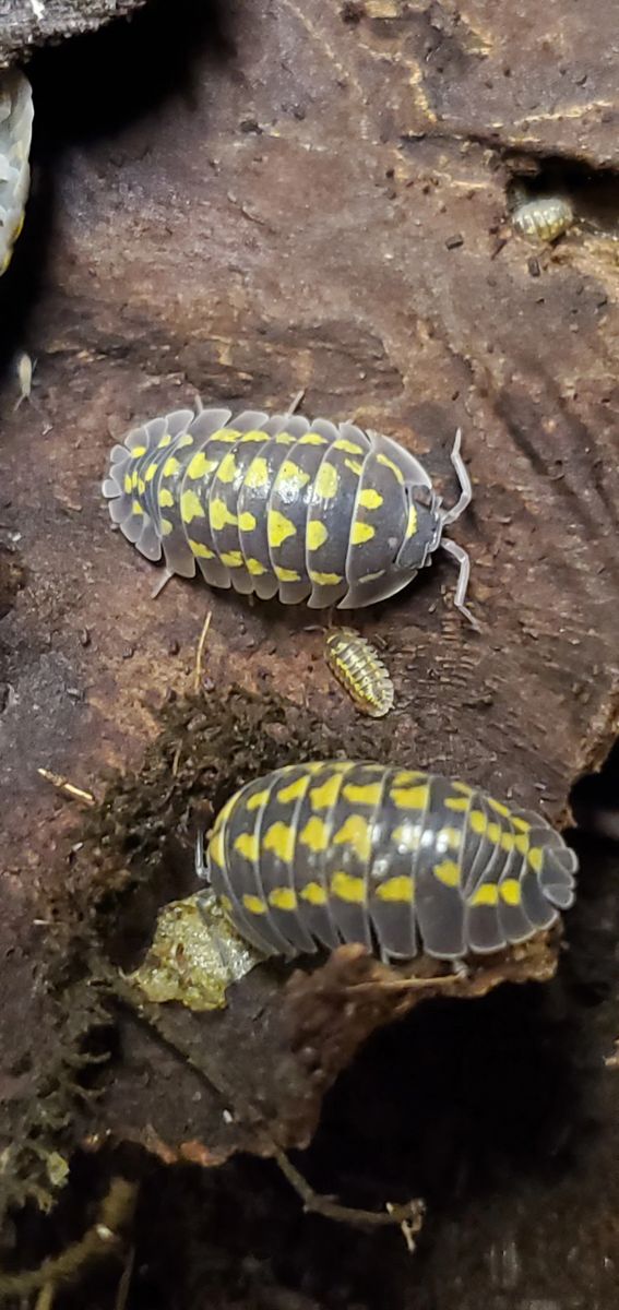 Armadillidium gestroi/Yellow-Spotted Isopods