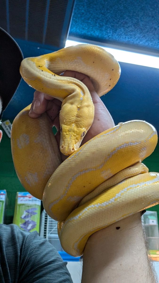 Sunfire Albino Reticulated Python