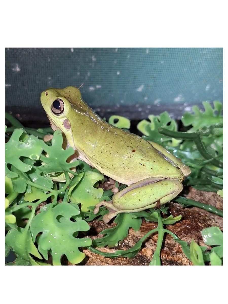 WHITES DUMPY TREE FROGS