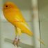 Best Canaries - Canary Breeder, Yorkshire Canary Breeder