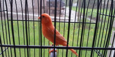 Best Canaries - Canary Breeder, Bird Breeder | Best Canaries