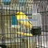 Best Canaries - Canary Breeder, Yorkshire Canary Breeder