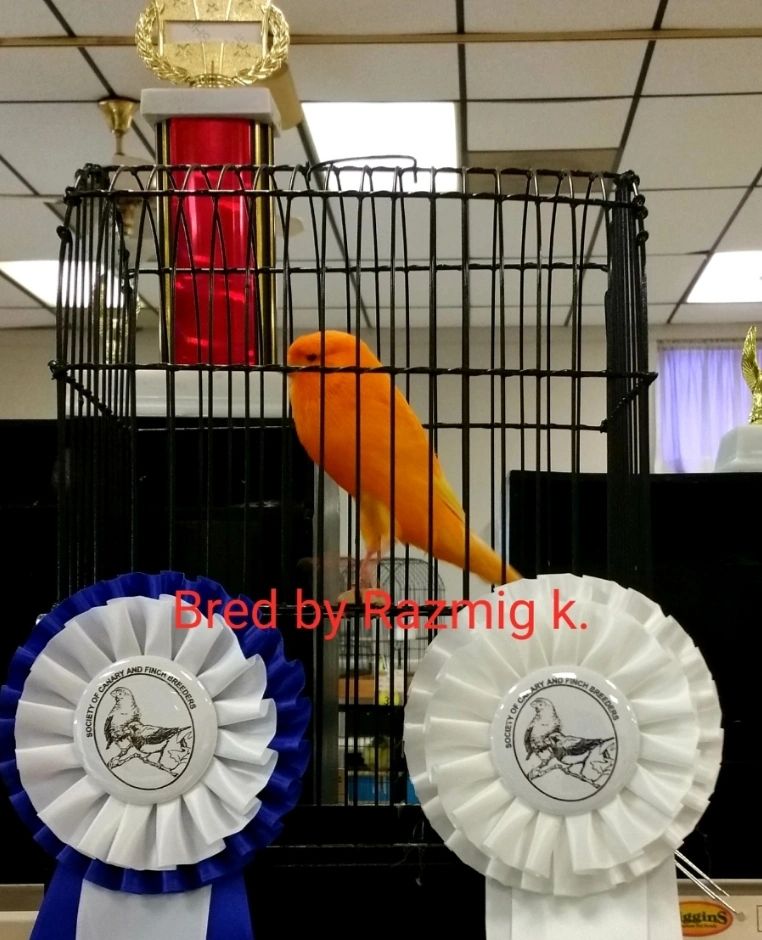Champion Yorkshire Canary Breeder Located in Sterling Hts Michigan Usa ...