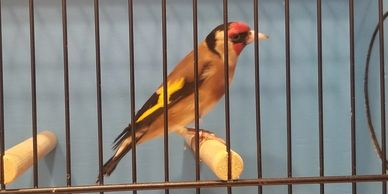 Best Canaries - Canary Breeder, Bird Breeder | Best Canaries