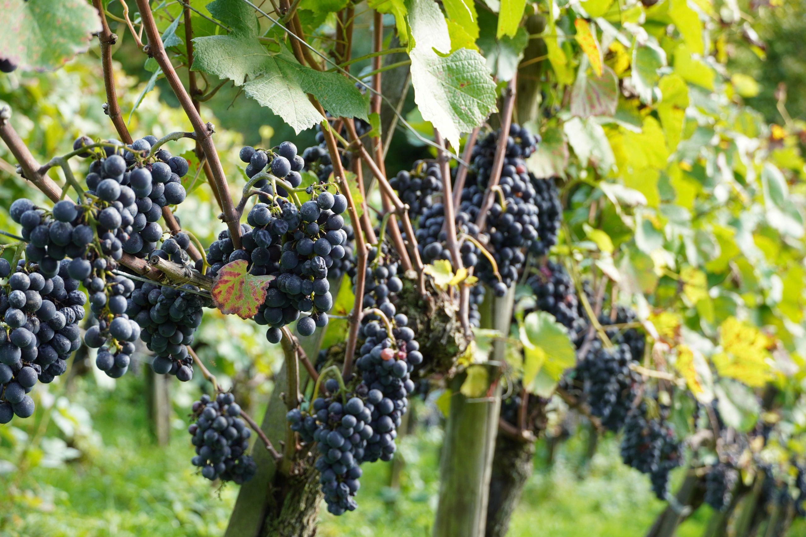 Get the most out of your vineyard trip