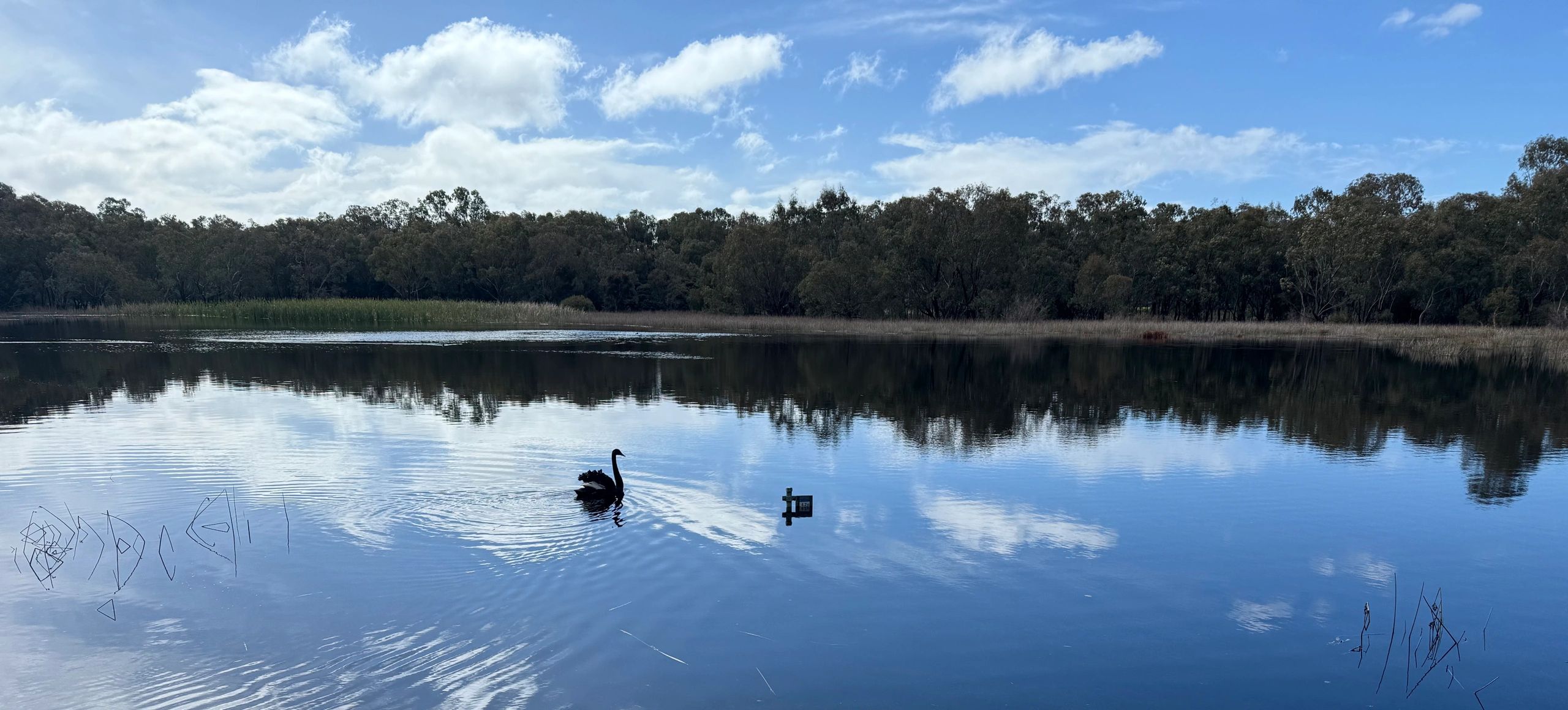 Perry Lakes: Highest water levels in nearly 50 years