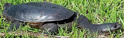 Oblong turtle | Friends of Perry Lakes