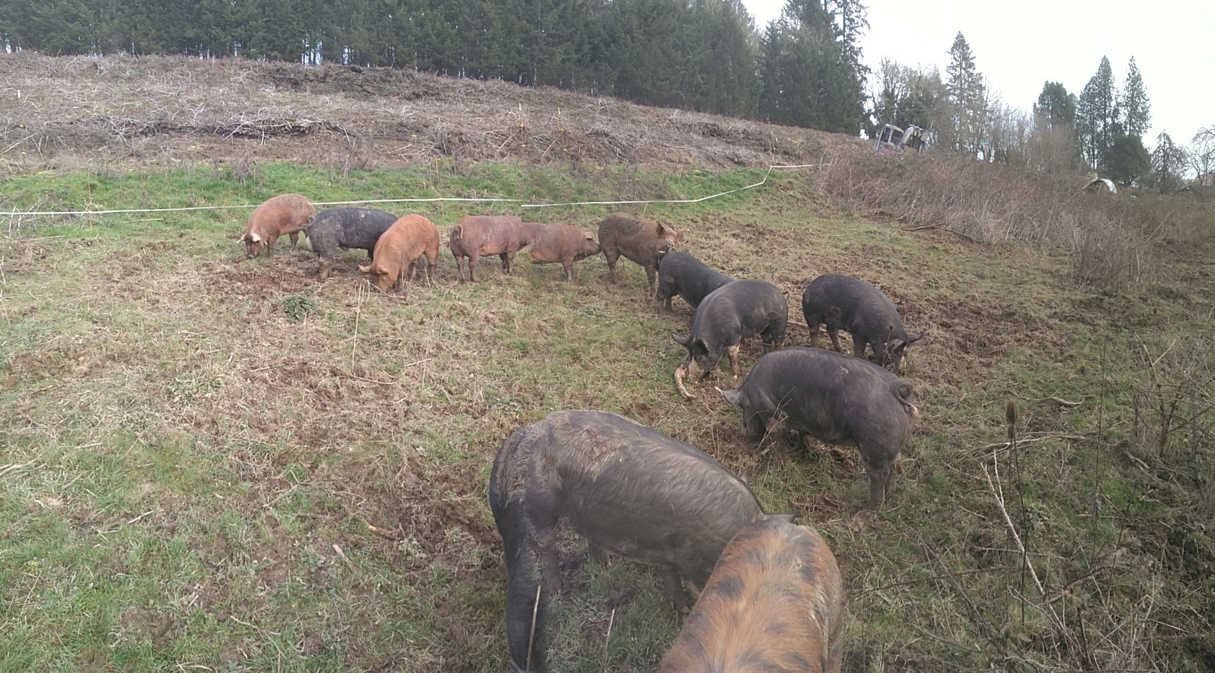 Heritage Oregon Grown Farms and Feed, LLC - online