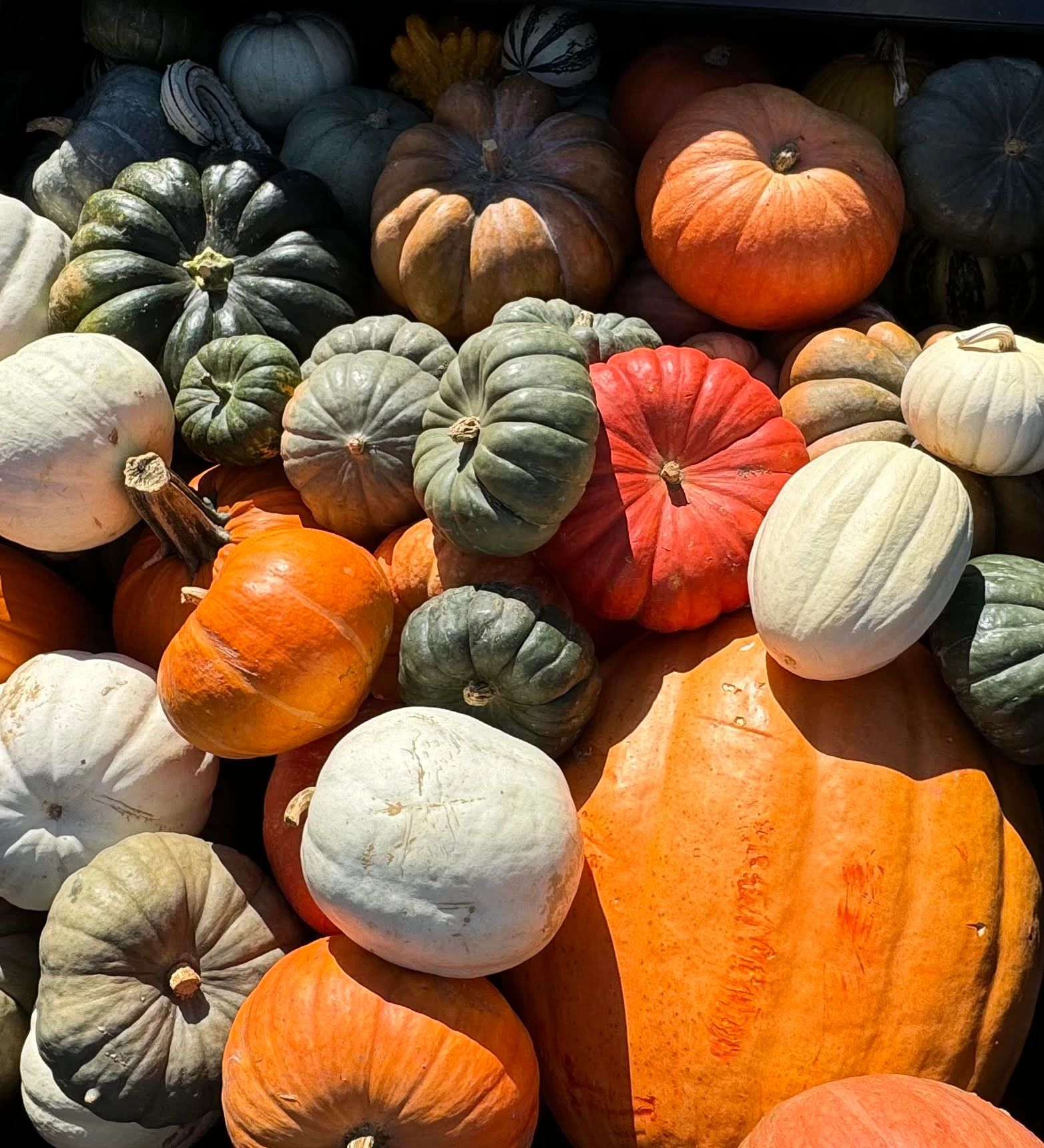 Seasonal Pumpkin Decorating for Custom Displays