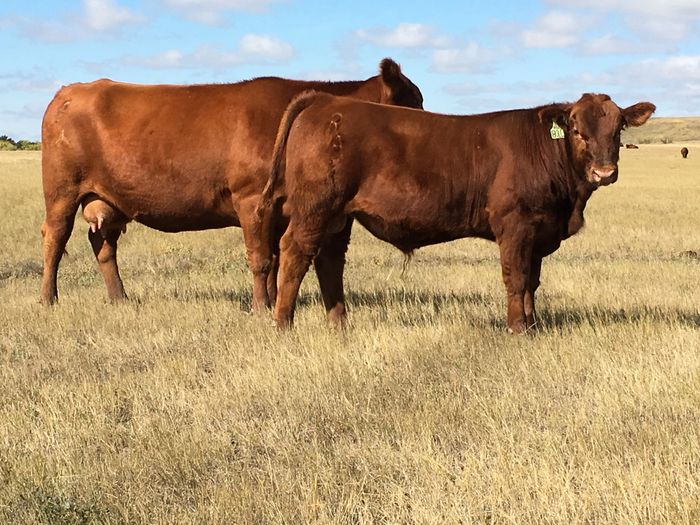 Campbell Red Angus - Red Angus, Red Angus Bulls