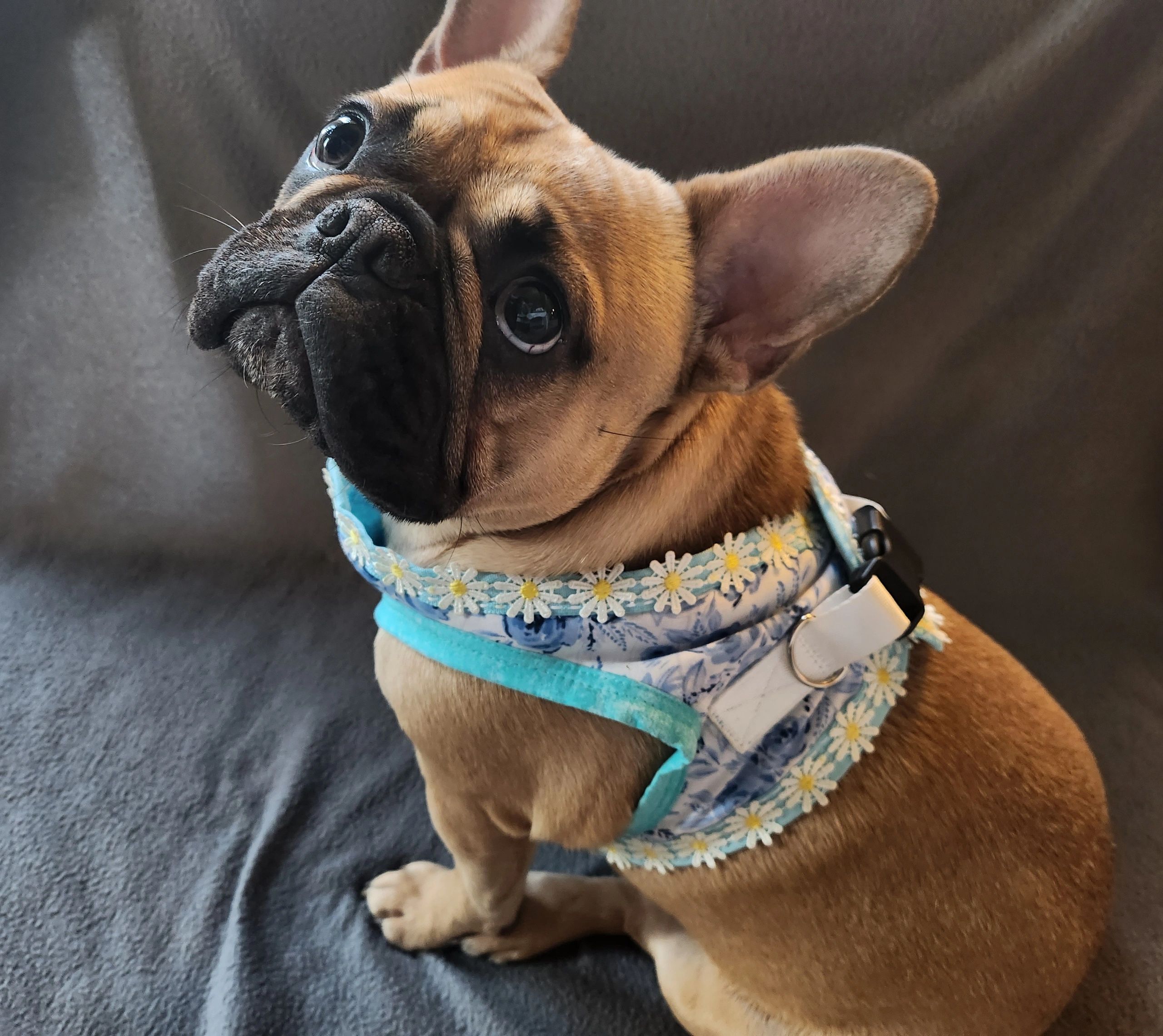 BS Custom Dog Harnesses