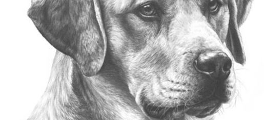 Labrador Breeder - Punk Hollow Labrador Retriever