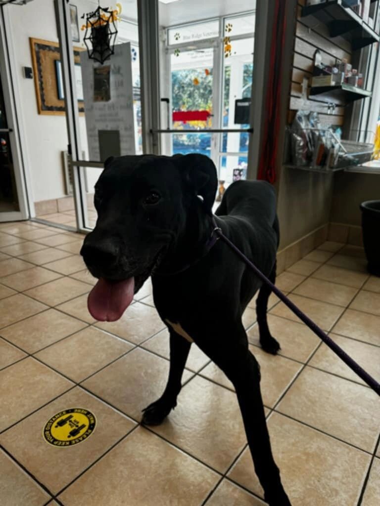 Welcome Zeus to the Rescue Me WV Crew