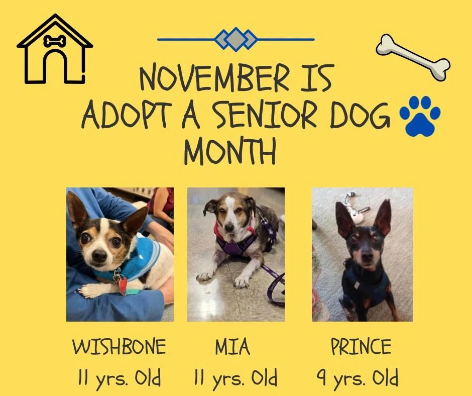 Adopt a Senior Dog Month!