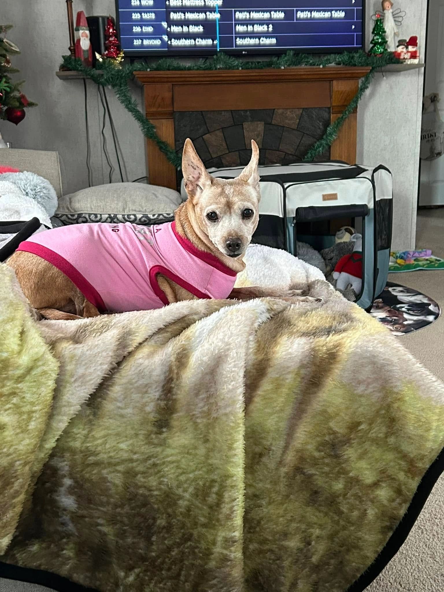 Trudy is in a foster to adopt home