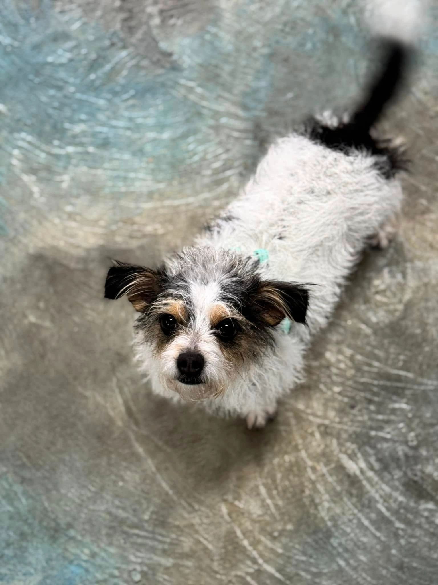 Welcome Milo to RMWV!!