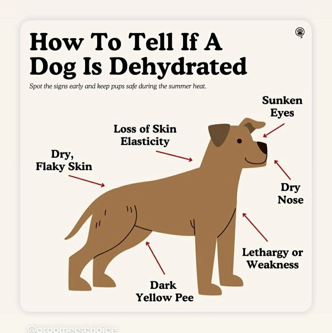 July is National Pet Hydration Awareness Month!