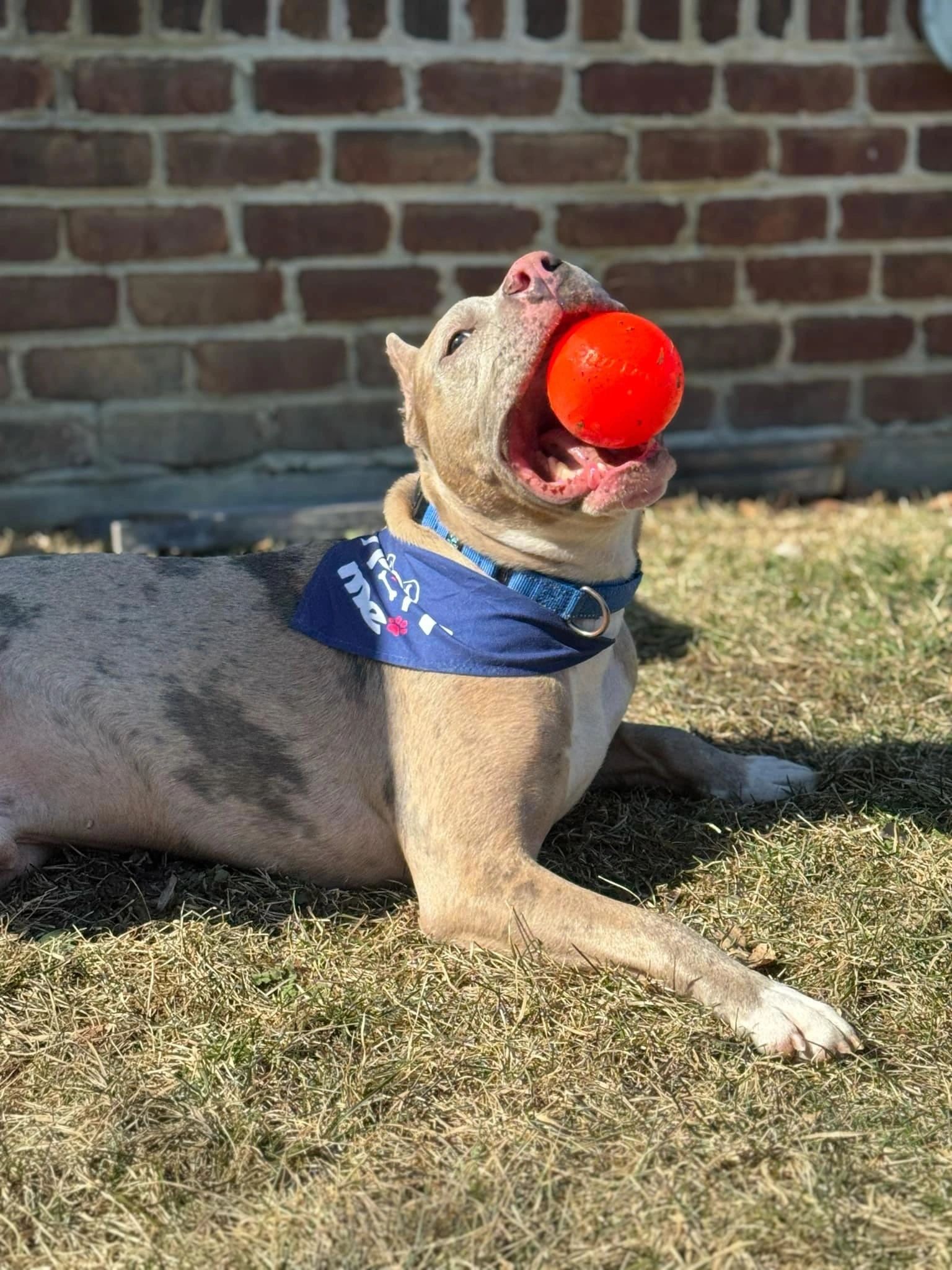 Jake – The Ultimate Playtime Champ!