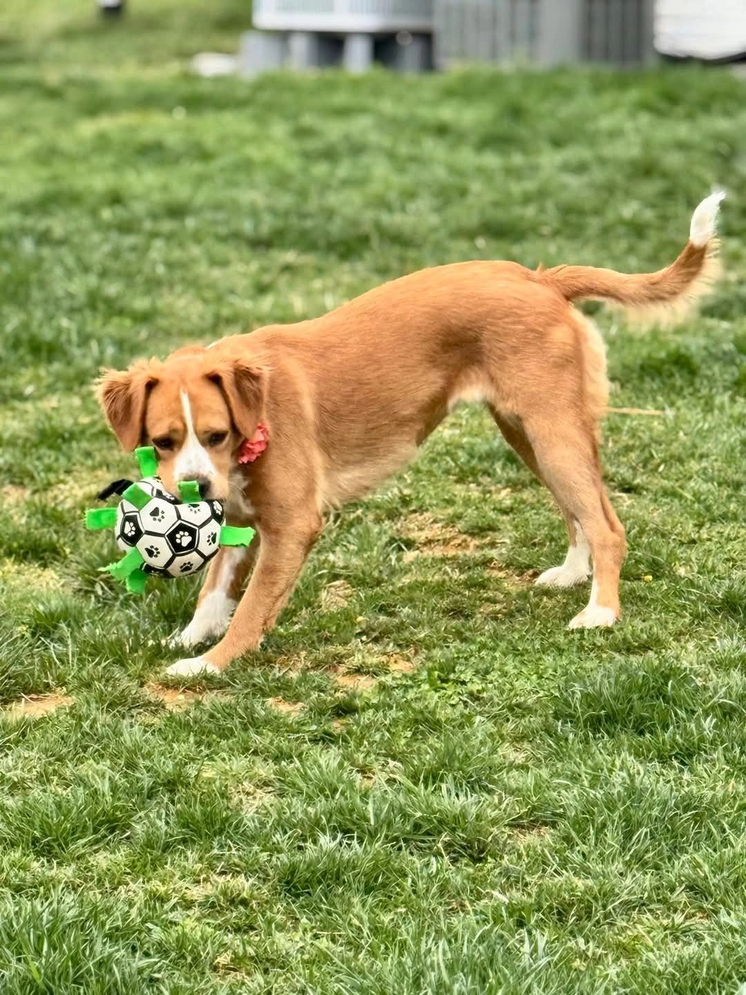 Meet Bunny – Still Searching for Her Perfect Match!
