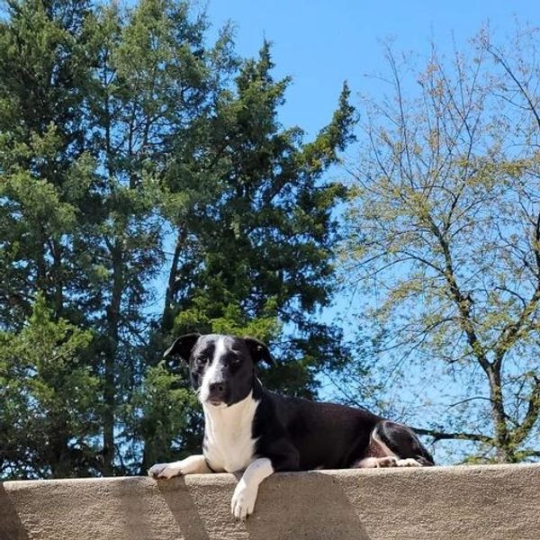 Rescue Me WV - Dog Rescue - Martinsburg, West Virginia