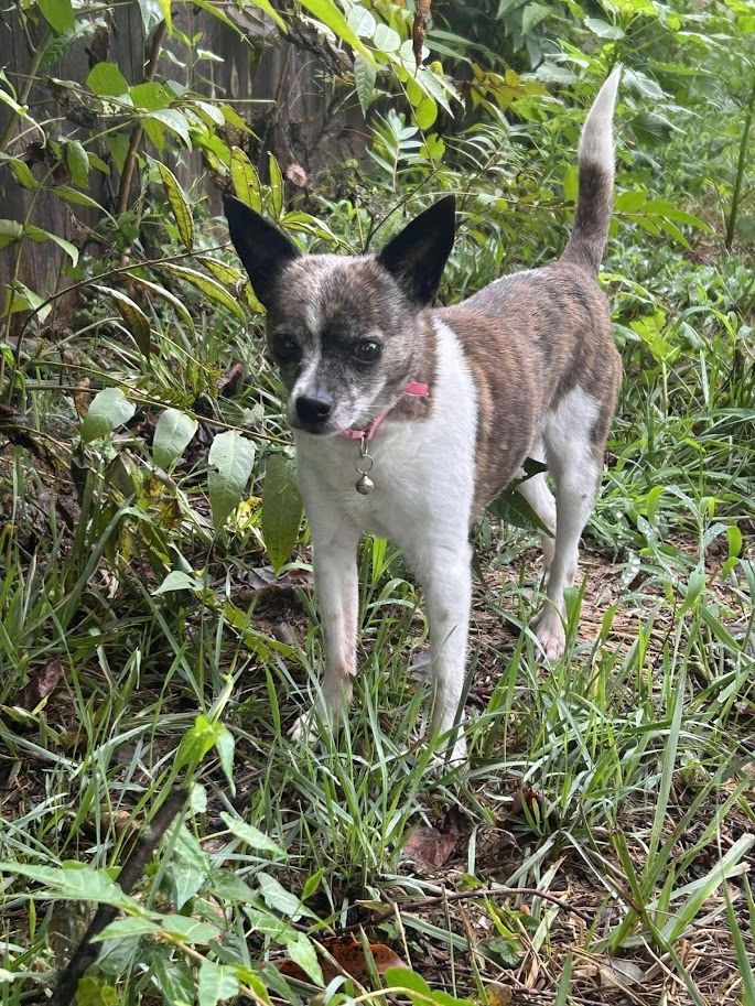 Meet Bailey Foster or Foster-to-Adopt home needed!