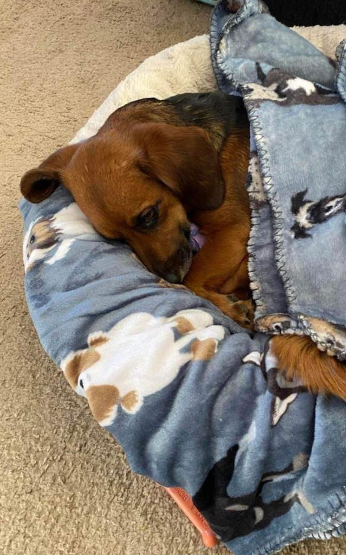 Welcome Luna to the Family