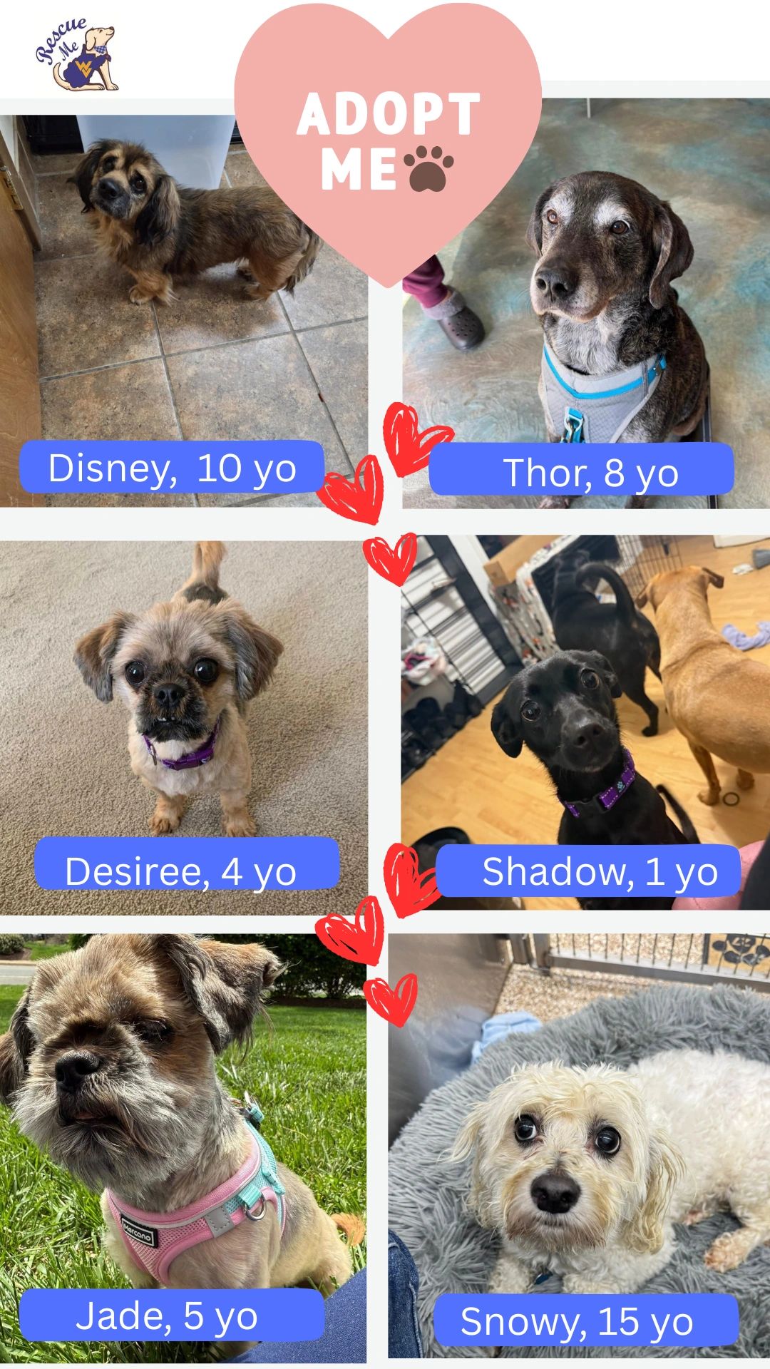 BIG TAIL WAGS & HAPPY HOWLS