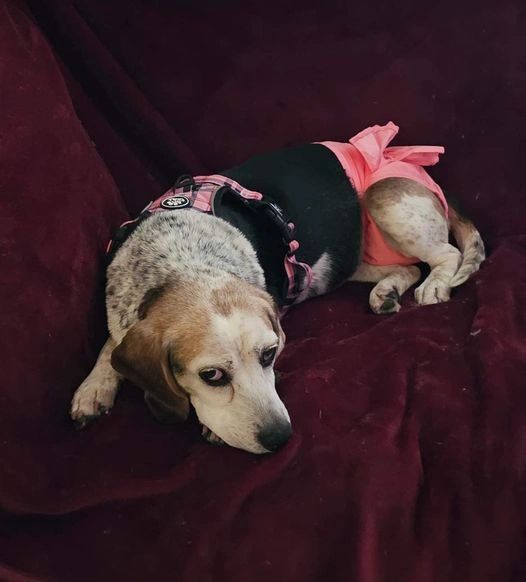 Remembering Snickers