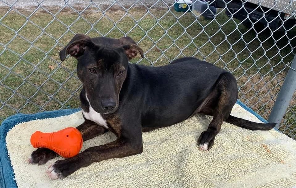 Tina Available for Adoption