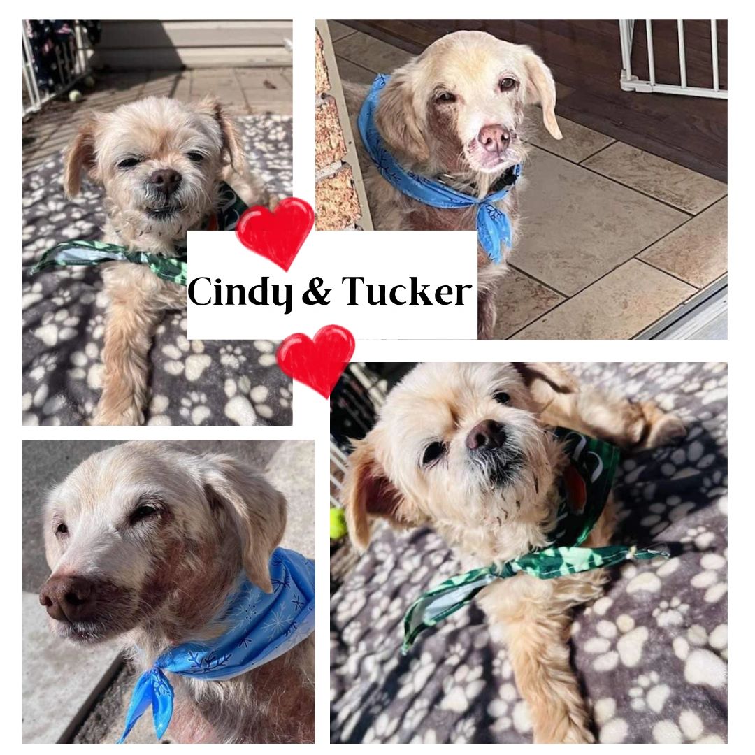 Cindy & Tucker still looking for furever home!