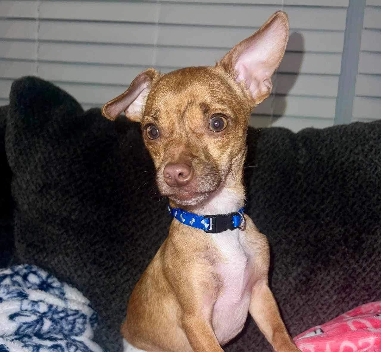 Happy Tails to Dunkin’