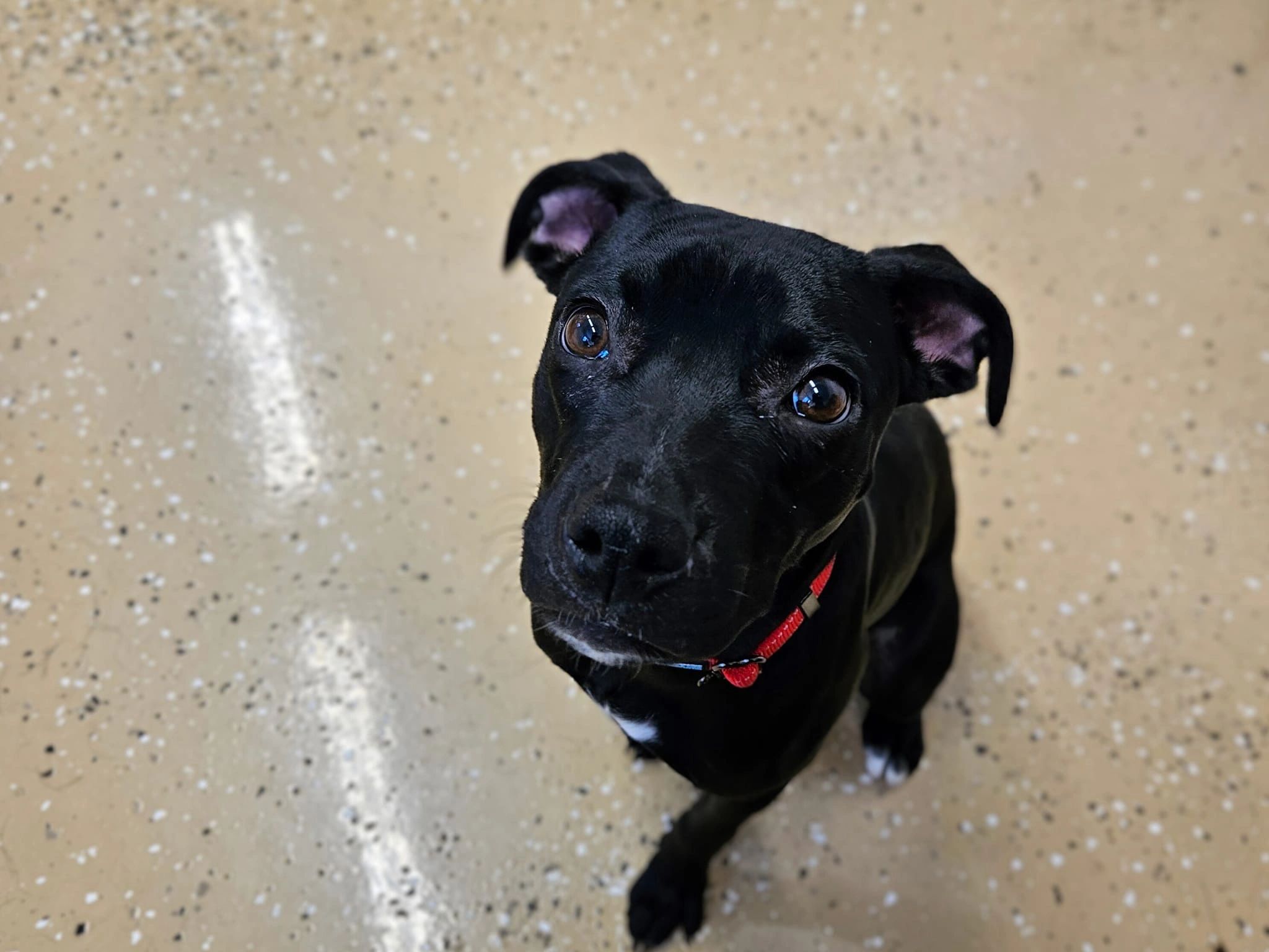 Morgan County Animal Control is full and CODE RED