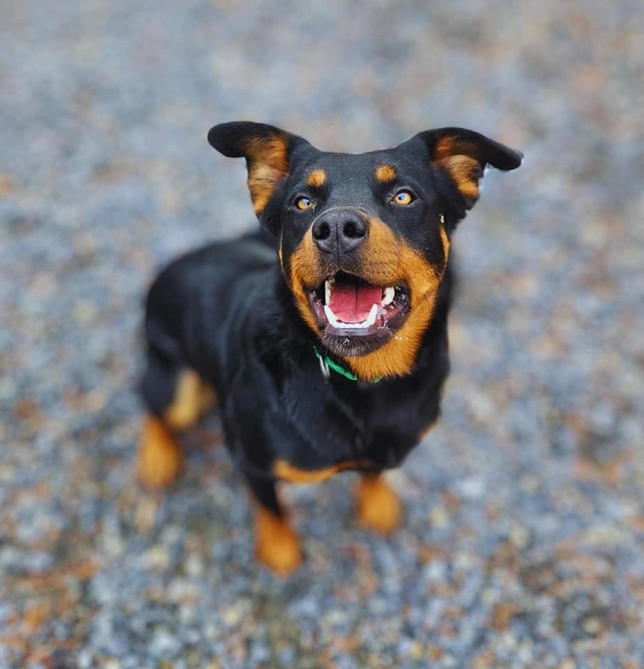 Maverick is ready for his furever home!!!