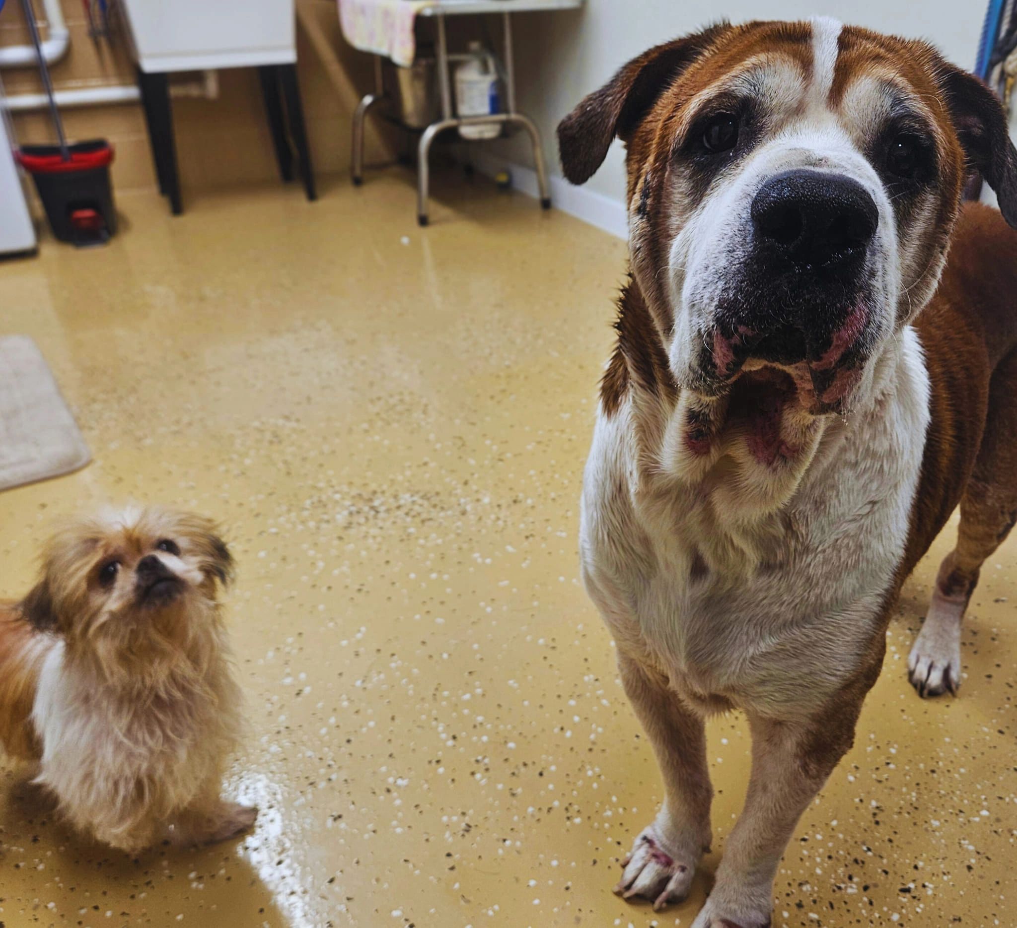 Morgan County Animal Control is full and CODE RED