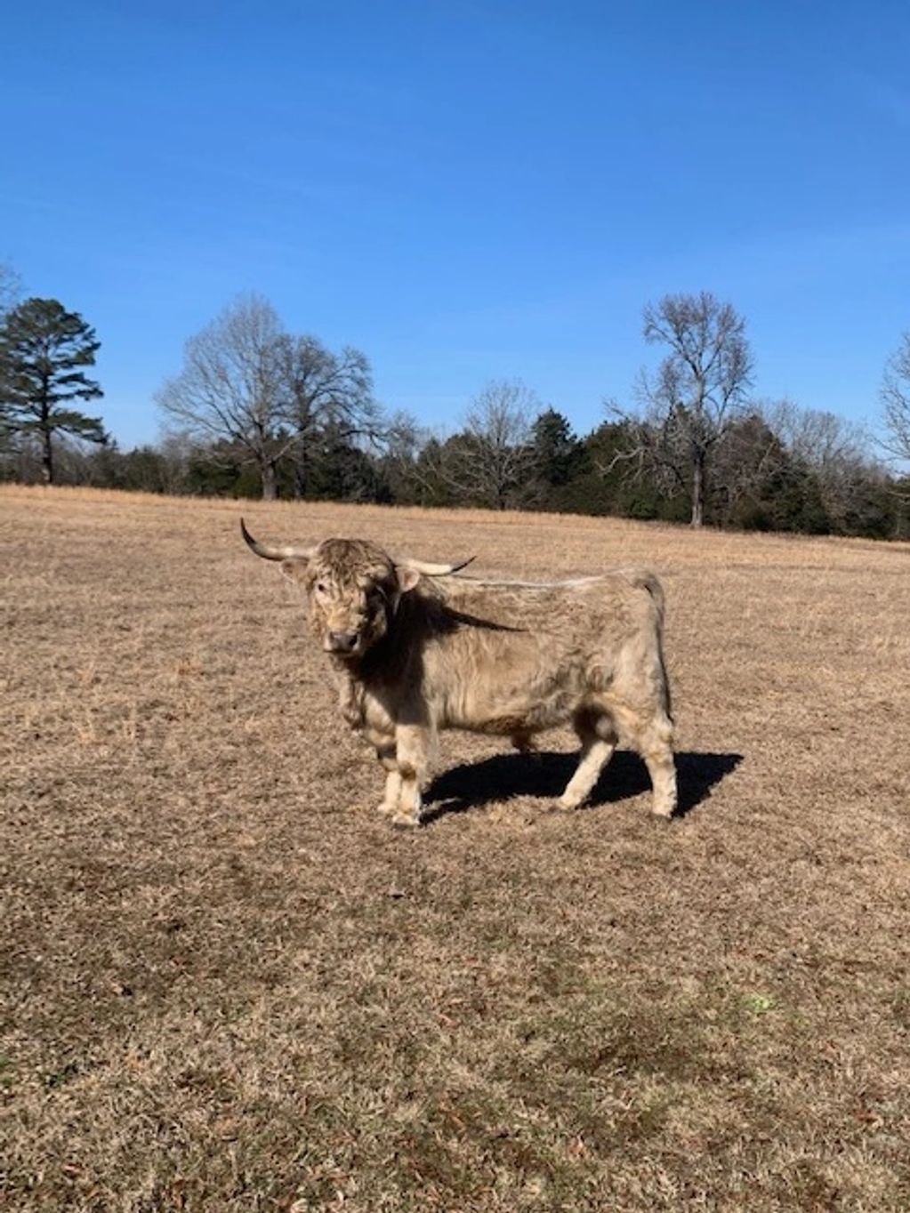 Mini Bulls | Mini Scots Cattle Co.