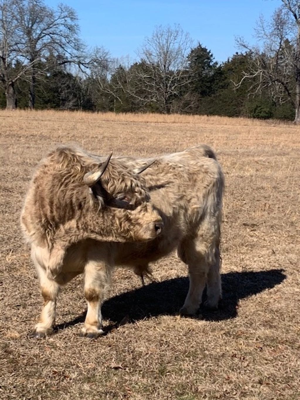 Mini Bulls | Mini Scots Cattle Co.