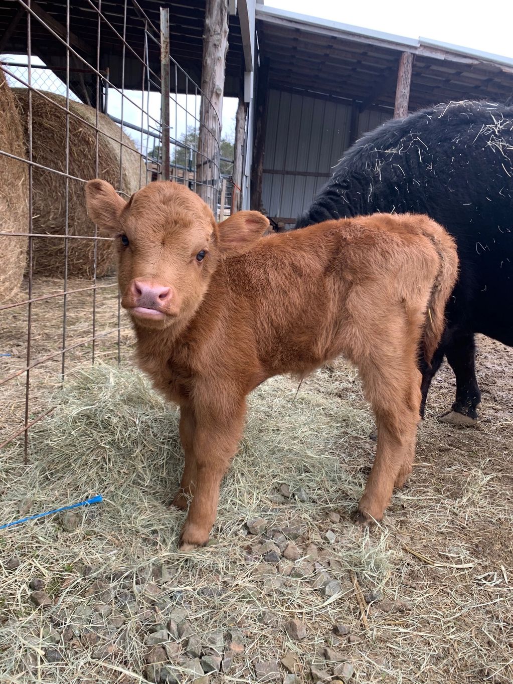 Calves for Sale | Mini Scots Cattle Co.