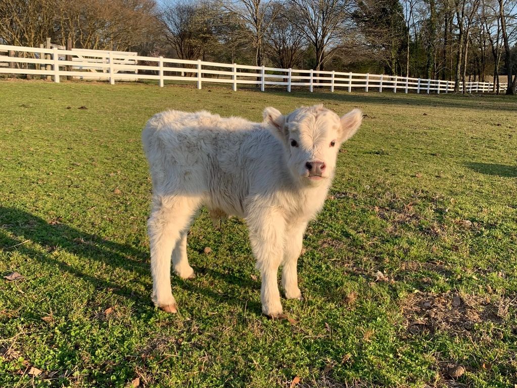 Calves for Sale | Mini Scots Cattle Co.
