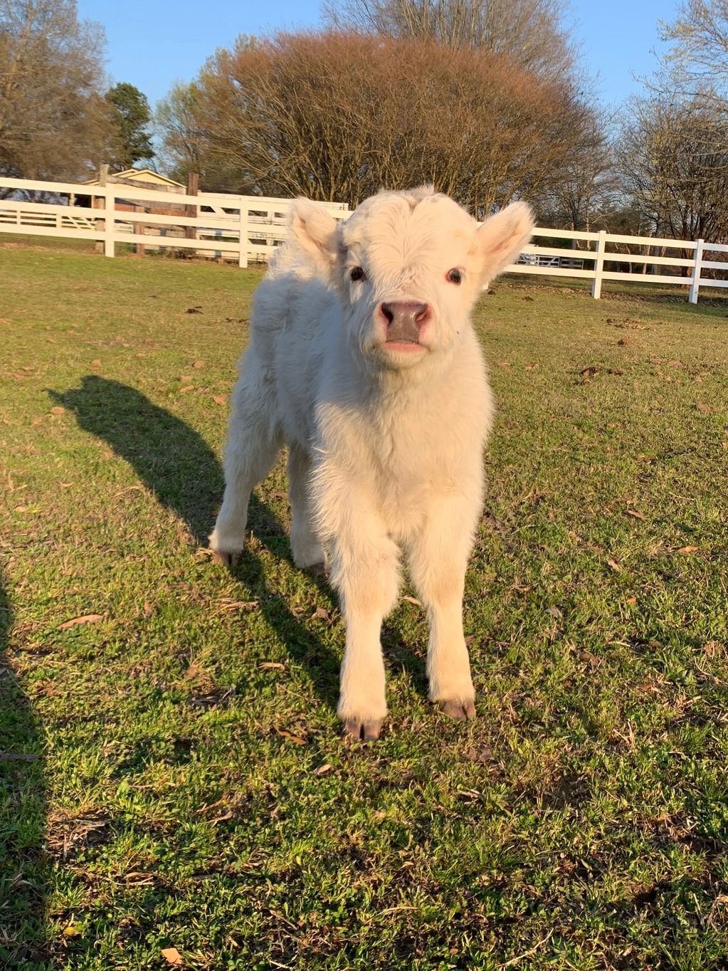 Calves for Sale | Mini Scots Cattle Co.