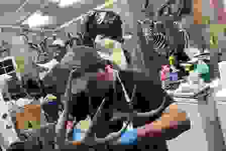 Jake Rouse Taxidermy - Home