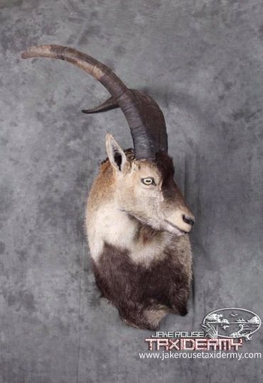 Customer Photo Gallery | Jake Rouse Taxidermy