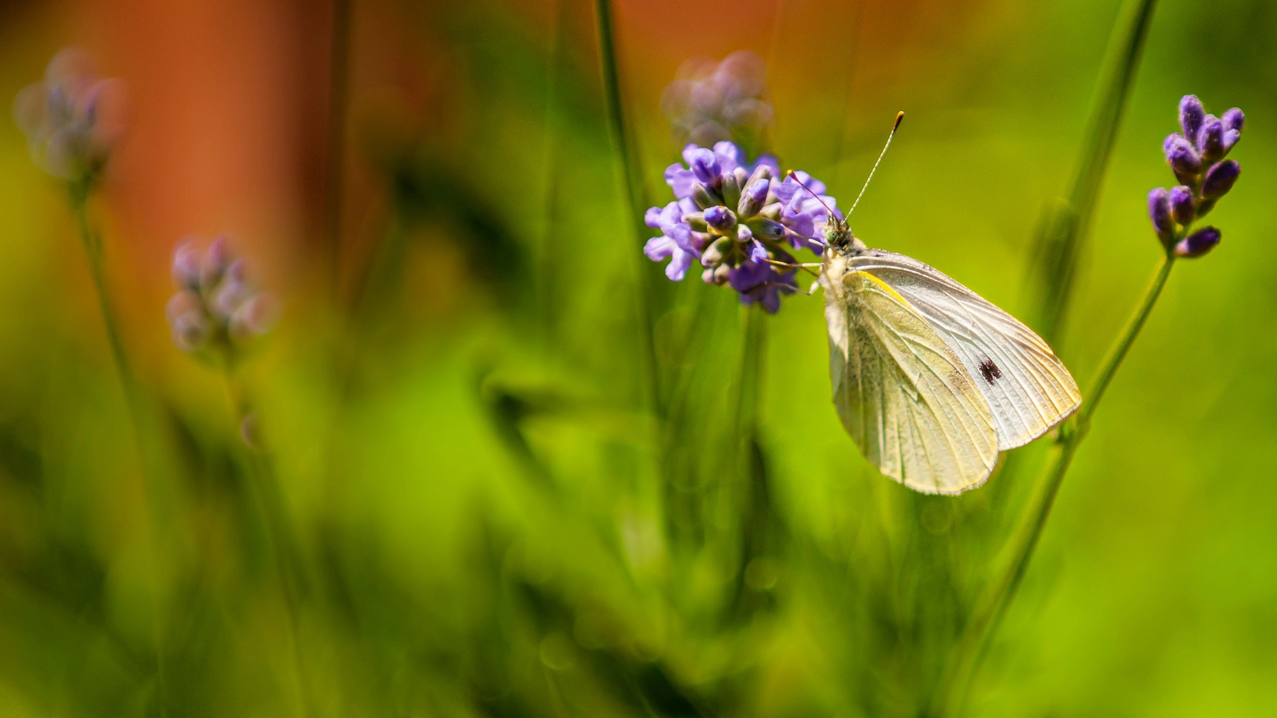 Lapeer Photography - David House