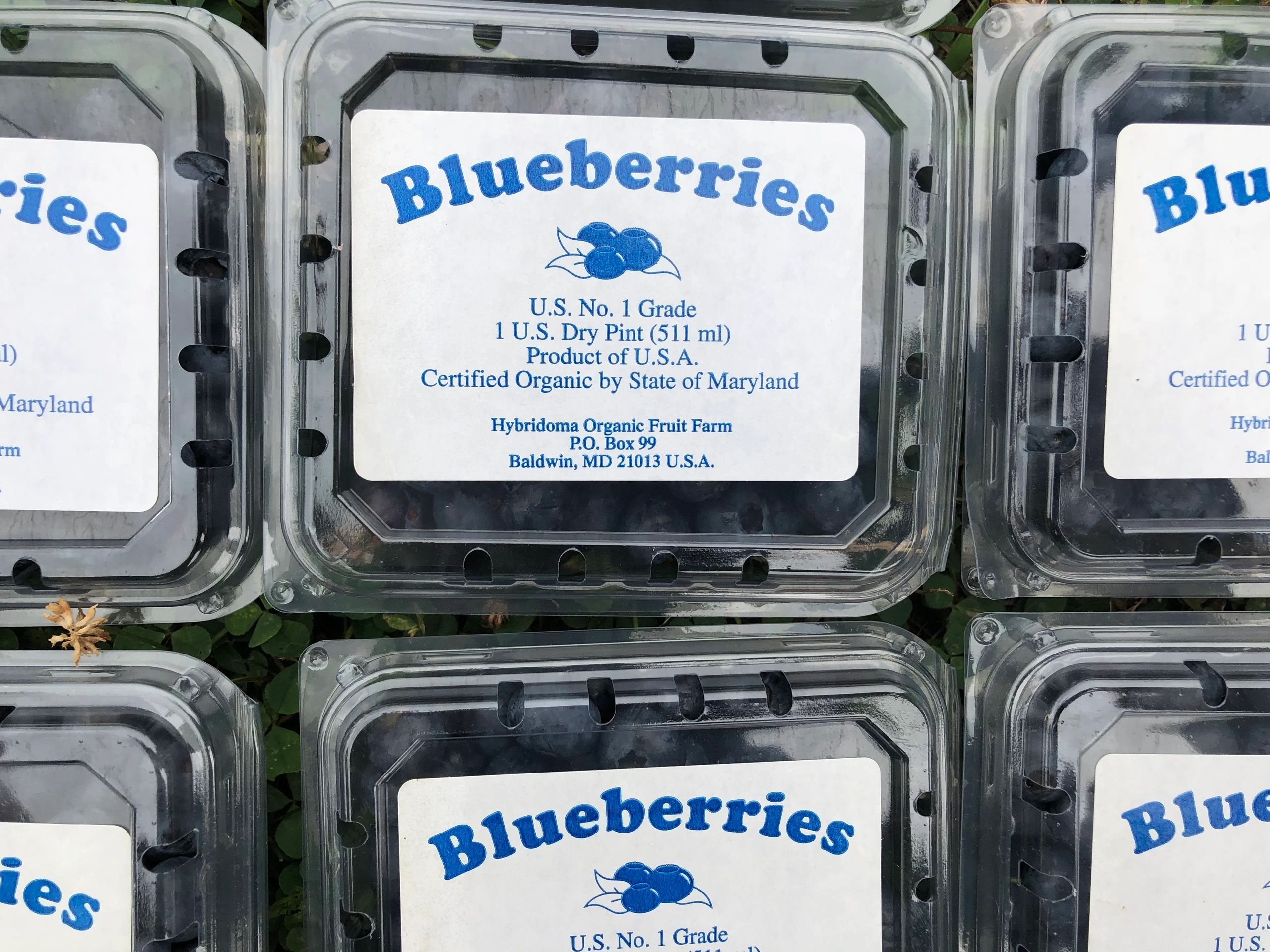 Welcome to the “Blueberry Everything” page at Hybridoma Farm!